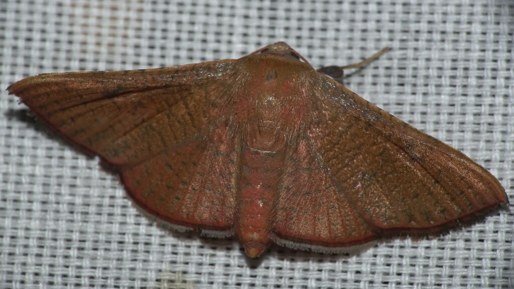 Sapodilla Borer Moth from BNHS CEC on November 4, 2023 at 11:21 PM by ...