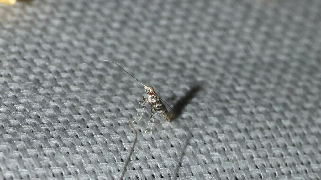 Gracillariinae from BNHS CEC on November 04, 2023 at 11:34 PM by Dinesh ...