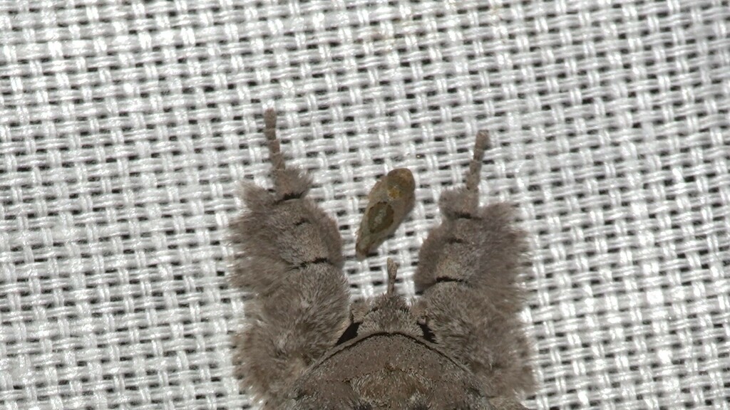 Hishimonus from BNHS CEC on November 4, 2023 at 11:35 PM by Dinesh ...