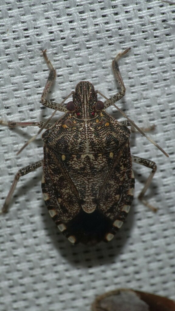 Halyomorpha from BNHS CEC on November 4, 2023 at 11:48 PM by Dinesh ...