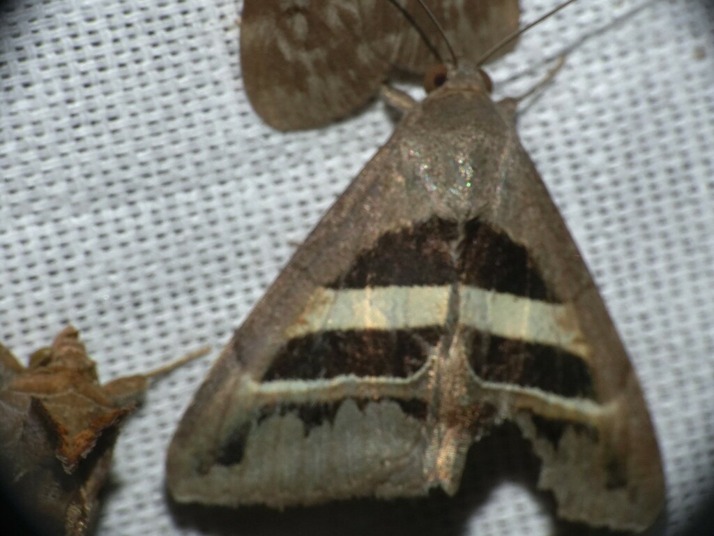 Geometrical Lines from BNHS CEC on November 4, 2023 at 11:51 PM by ...