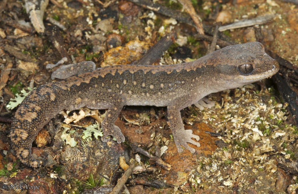 Eastern Stone Gecko from Whipstick VIC 3556, Australia on July 3, 2014 ...