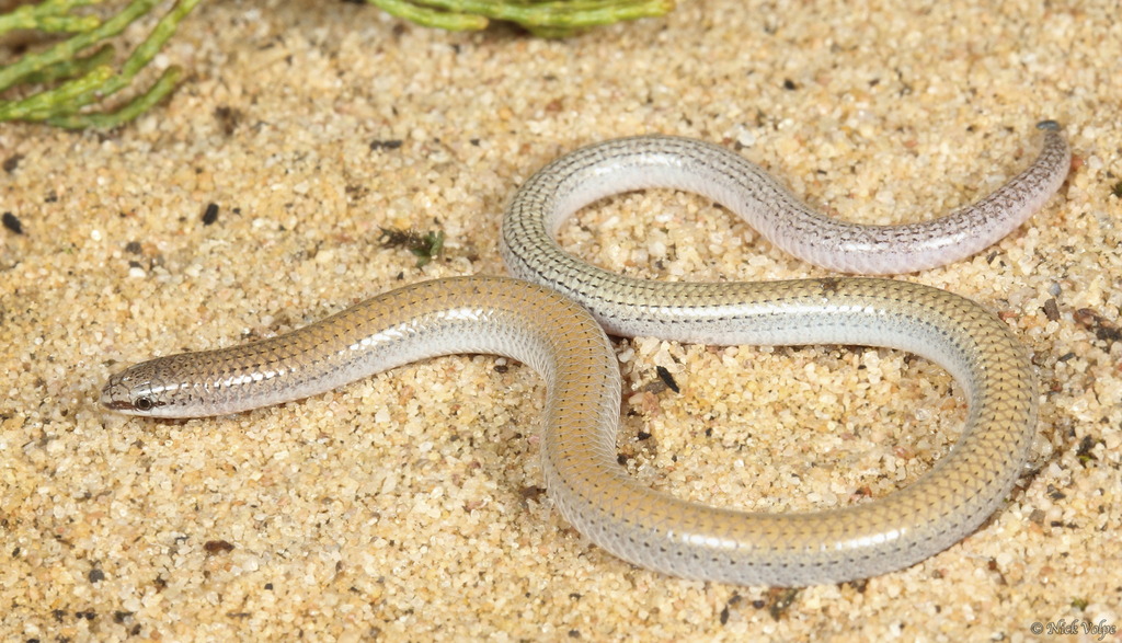 Eared Worm-lizard in July 2015 by Nick Volpe · iNaturalist