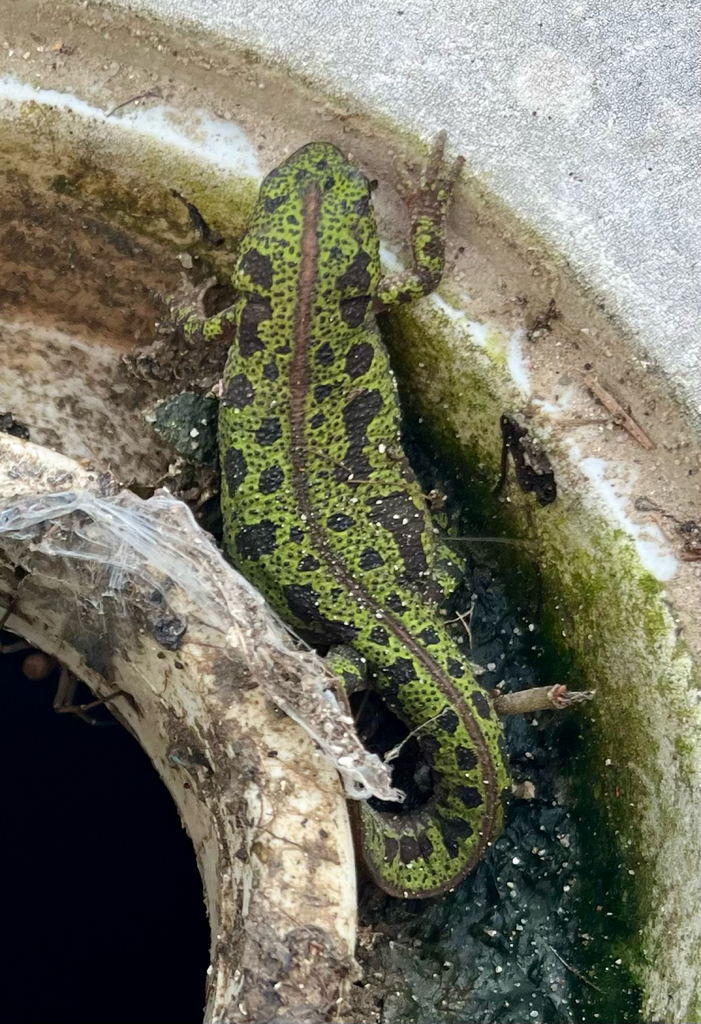 Pygmy Marbled Newt in November 2023 by maggda · iNaturalist