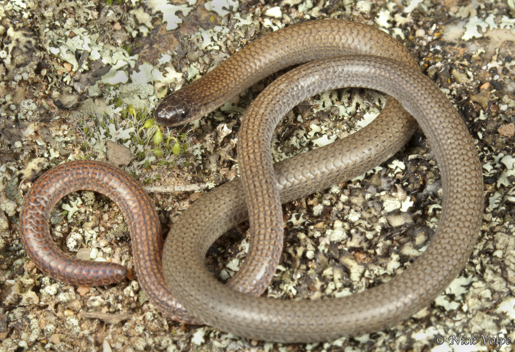 Granite Worm-lizard in July 2014 by Nick Volpe · iNaturalist