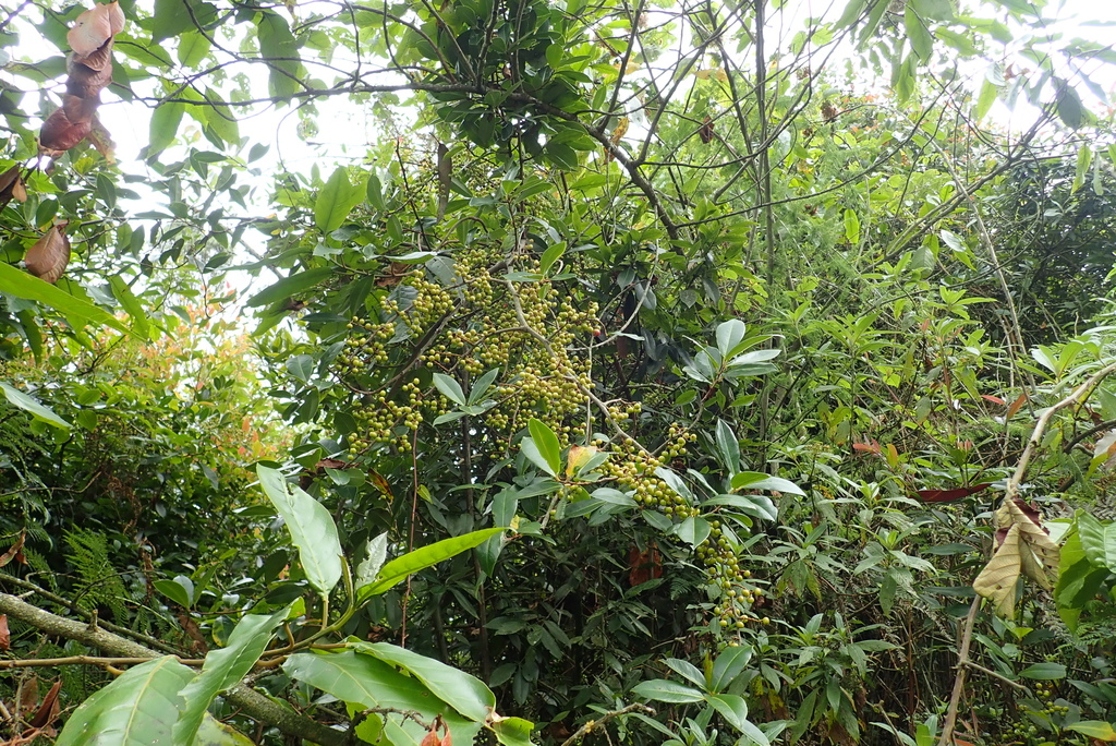 River Dotleaf from Gaamo, Ethiopia on October 19, 2023 at 10:53 AM by ...