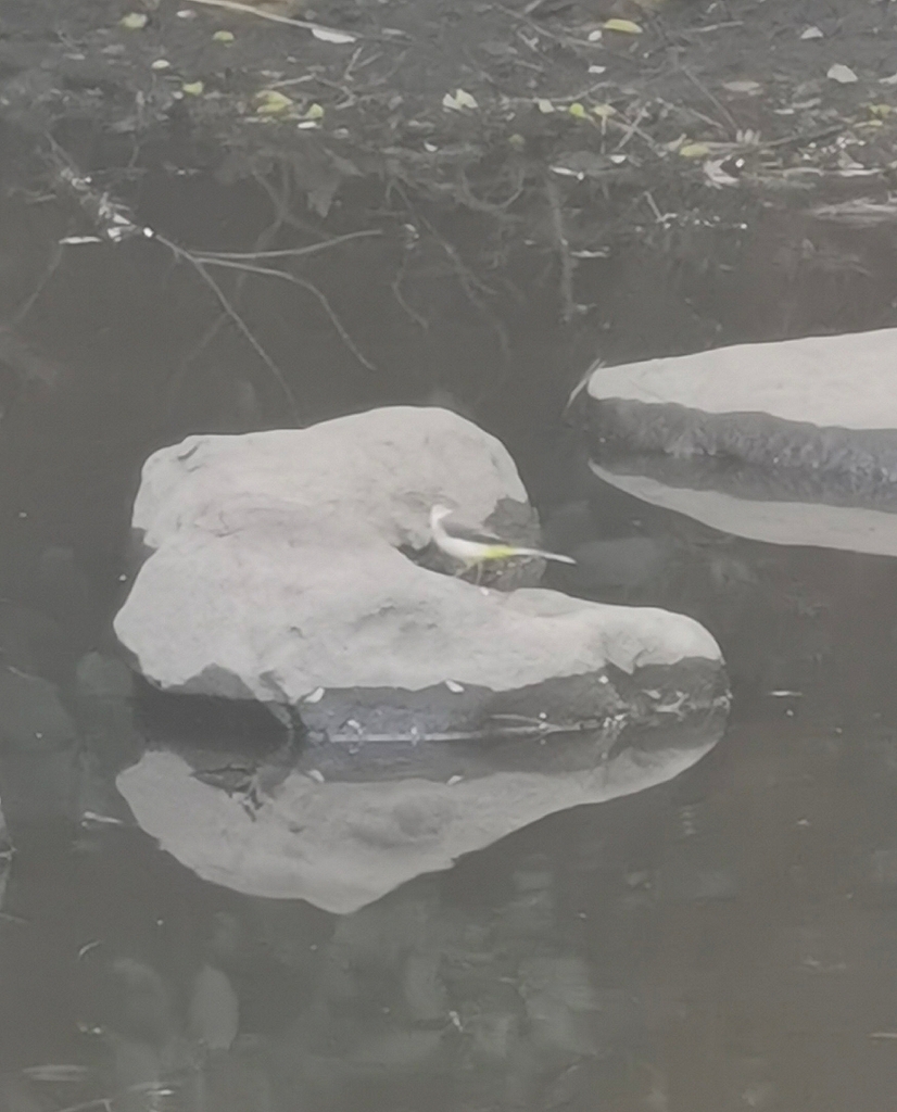 Western Grey Wagtail from 1-1 Yoyogikamizonochō, Shibuya City, Tokyo ...