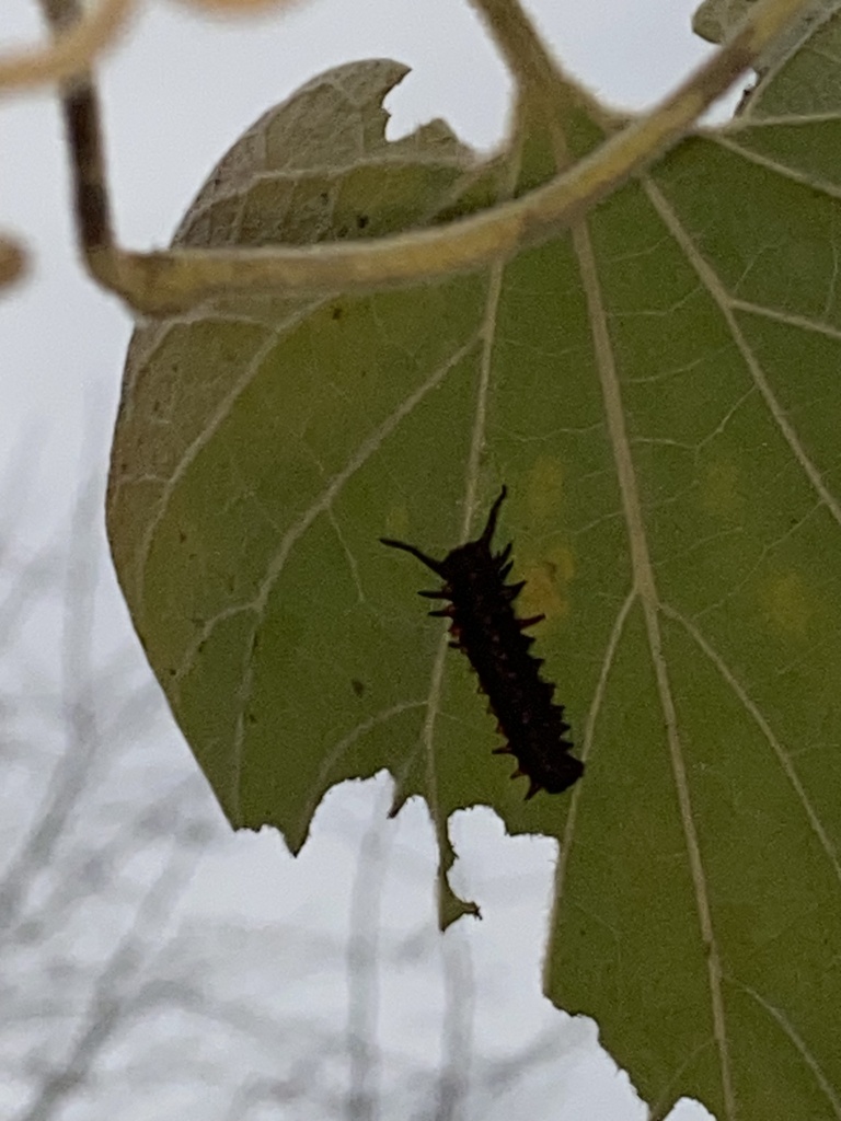 Pipevine Swallowtail from Northwest Raleigh, Raleigh, NC, US on ...