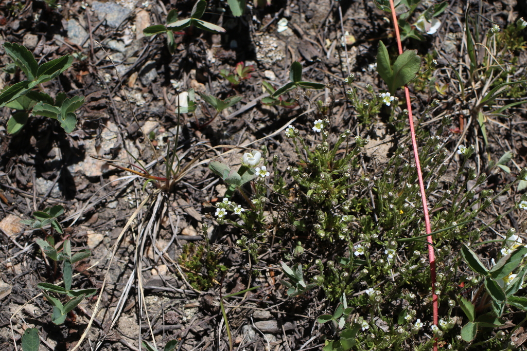 alpine sandwort from Clear Creek County, CO, USA on July 11, 2023 at 02 ...