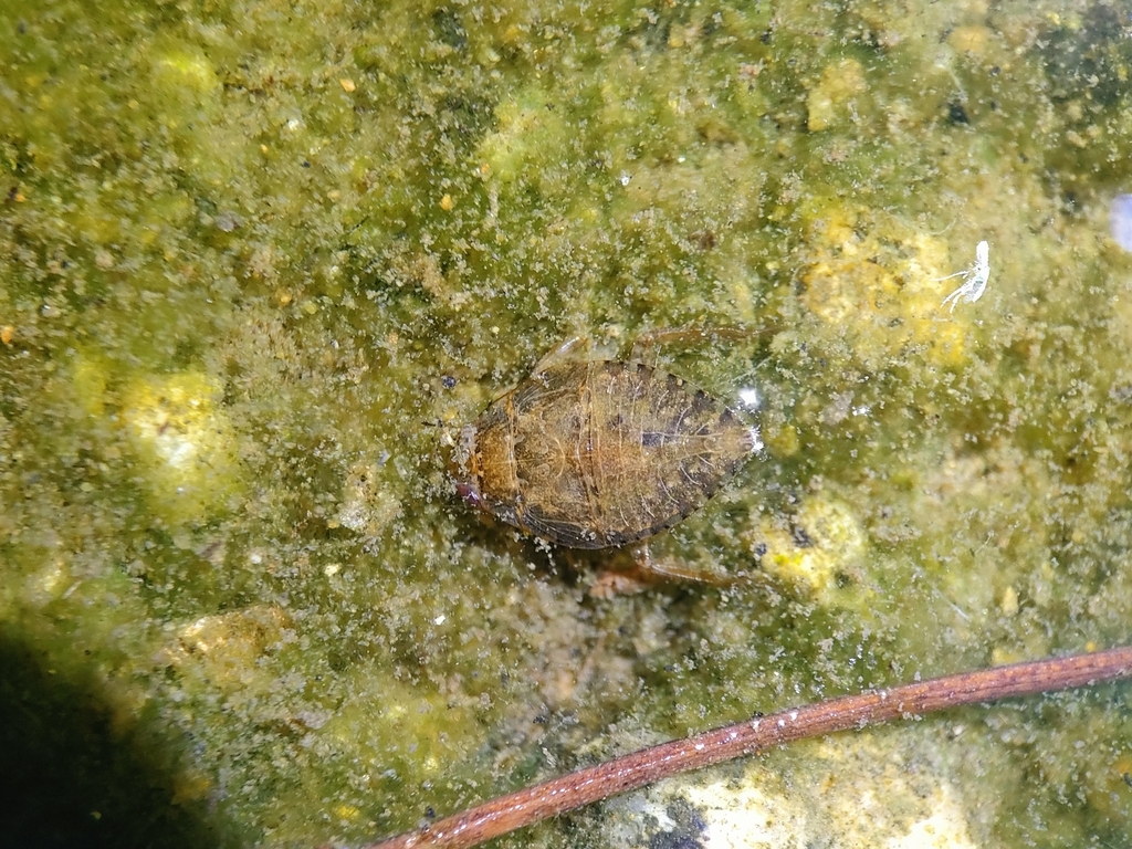 Diplonychus rusticus from Aft Mandai Lake Rd, Singapore on November 4 ...