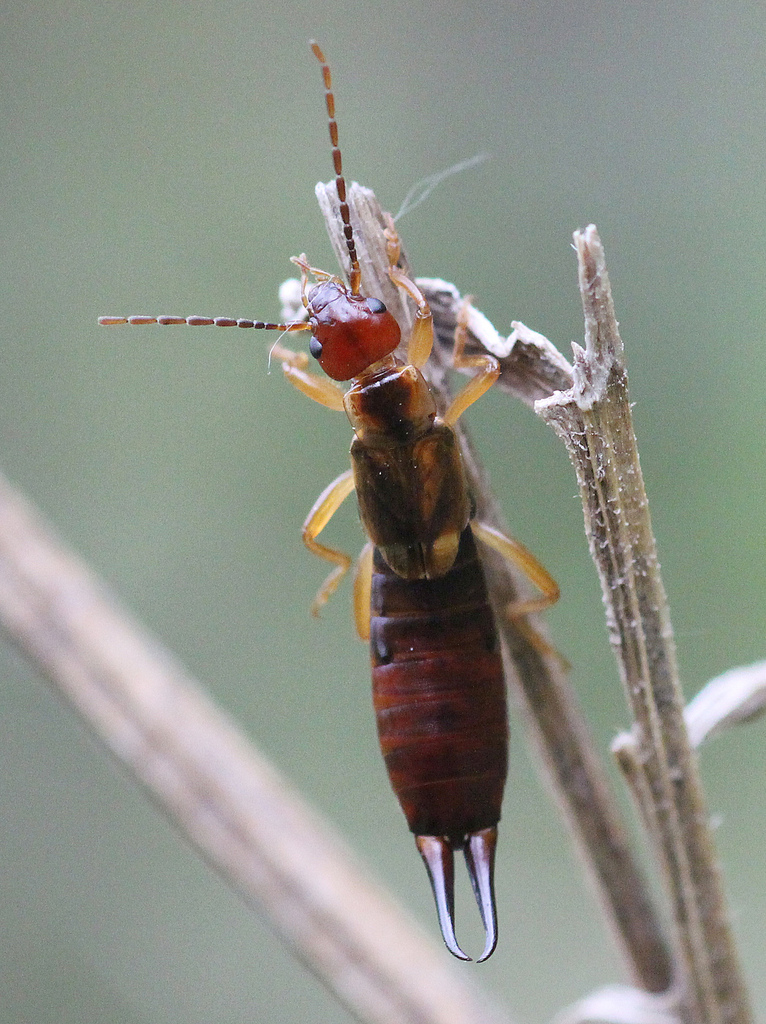 European Earwig from 900 68 Plavecký Štvrtok, Slovensko on April 22 ...