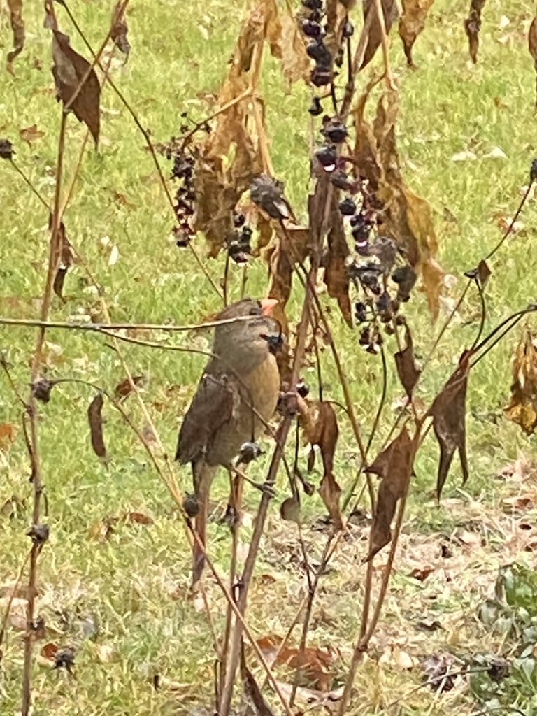 Northern Cardinal in November 2023 by aihamm · iNaturalist