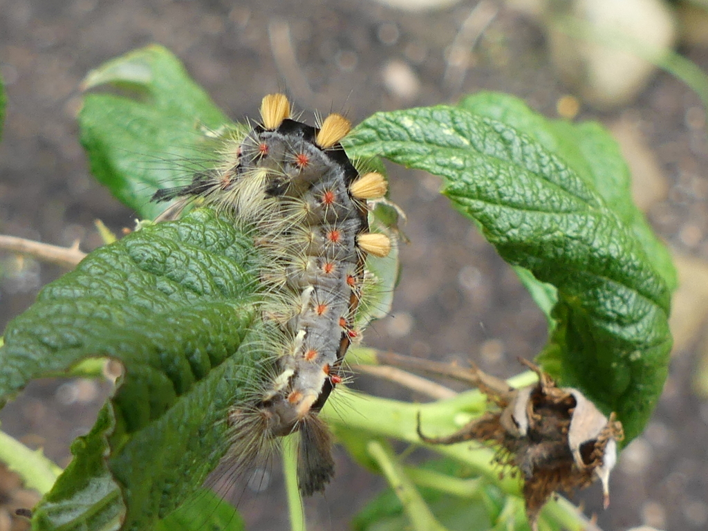 Rusty Tussock Moth from Lindhorst, Deutschland on September 23, 2017 at ...