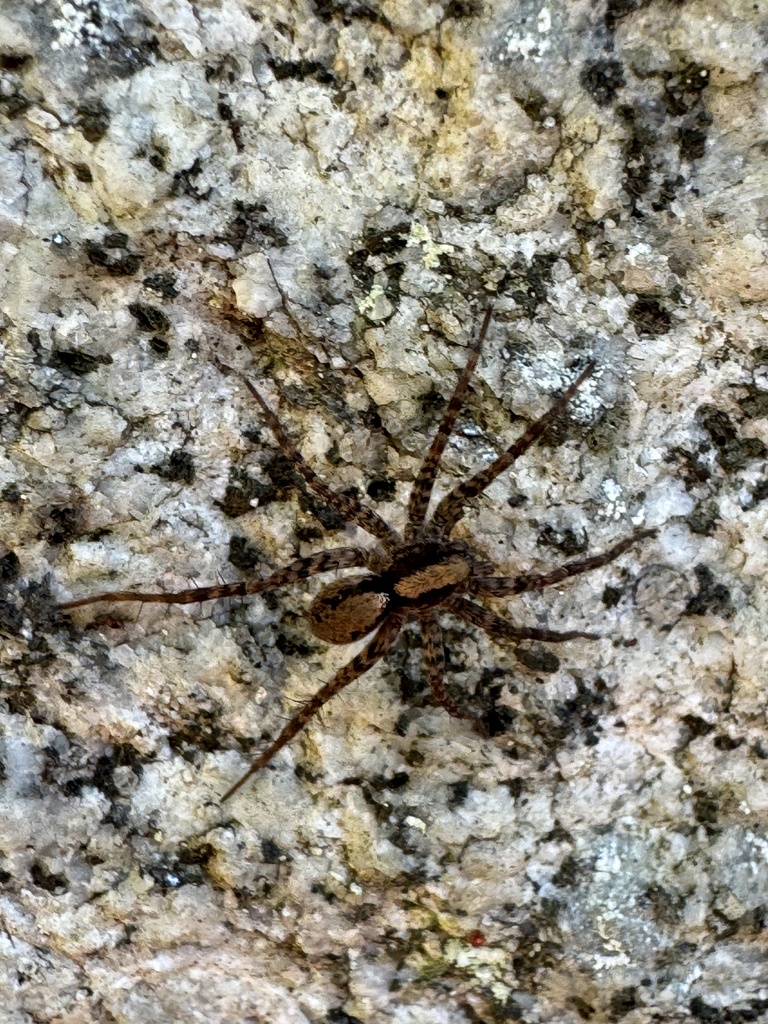 Leopard Spider from 上高野東山, 京都市左京區, 京都府, JP on November 21, 2023 at 12: ...