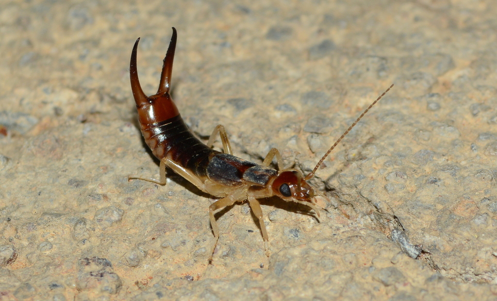 Shore Earwig from Pixley ka Seme District Municipality, South Africa on ...