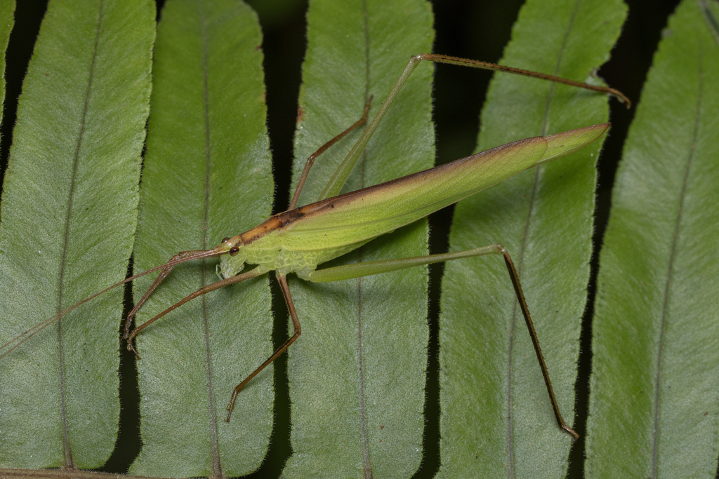 Pectinated Bushcrickets from Yio Chu Kang, Singapore on November 19 ...