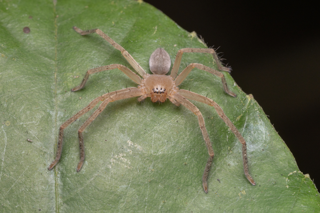 Golden Huntsman Spiders from Yio Chu Kang, Singapore on November 19 ...