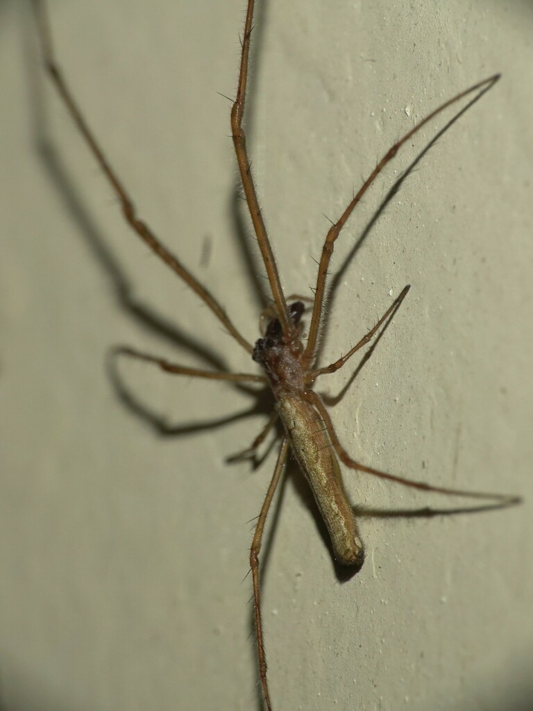 Long-jawed Orbweavers from BNHS CEC on November 5, 2023 at 04:41 AM by ...