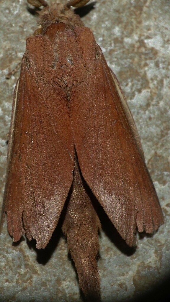 Suana concolor from BNHS CEC on November 5, 2023 at 06:07 AM by Dinesh ...