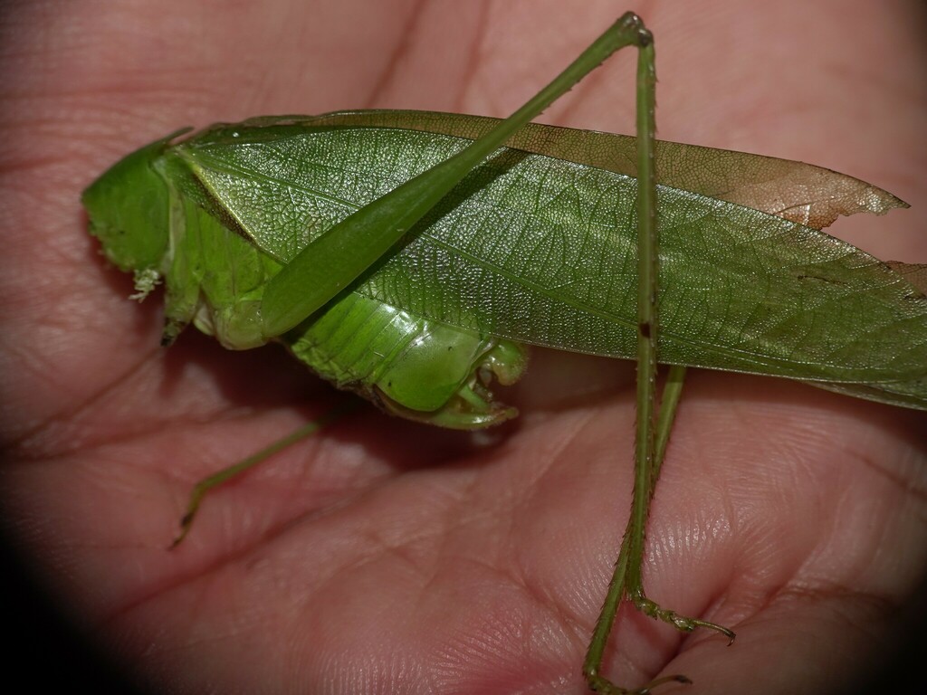 Holochlora from BNHS CEC on November 5, 2023 at 07:27 AM by Dinesh ...