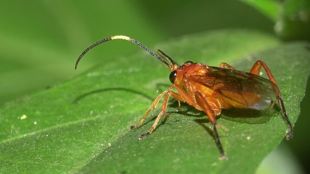 Ichneumonid Wasps from BNHS CEC on November 5, 2023 at 08:07 AM by ...
