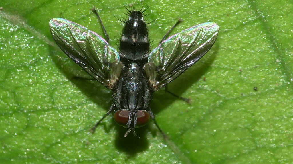 Aneogmena from BNHS CEC on November 05, 2023 at 08:20 AM by Dinesh ...