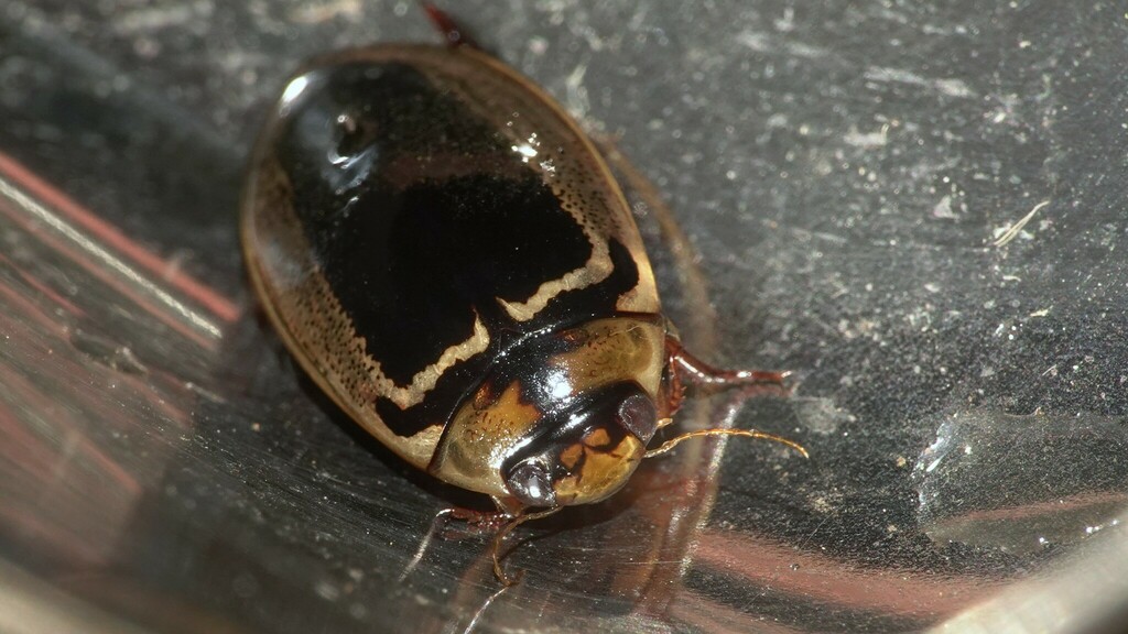 Hydaticus luczonicus from BNHS CEC on November 5, 2023 at 08:54 AM by ...