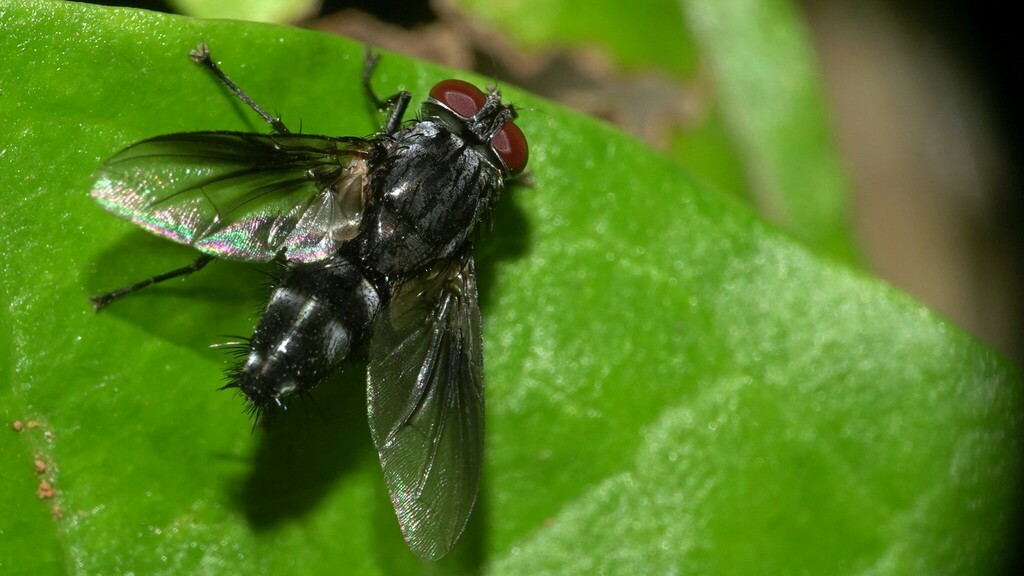 Aneogmena from BNHS CEC on November 05, 2023 at 10:18 AM by Dinesh ...