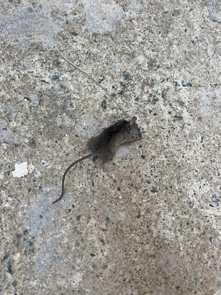 House Mouse from Puerto Rico, Cidra, Puerto Rico, US on November 21 ...