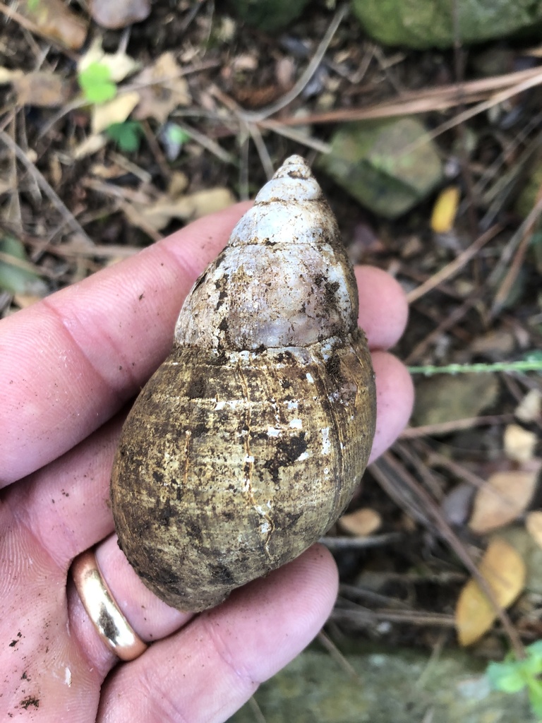 African Giant Snail from Îles Australes, PF on November 2, 2023 at 10: ...