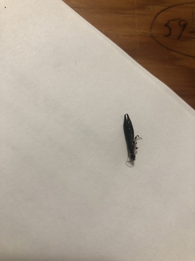 Extant Earwigs from N Hidden Valley Rd, Tucson, AZ, US on September 12 ...