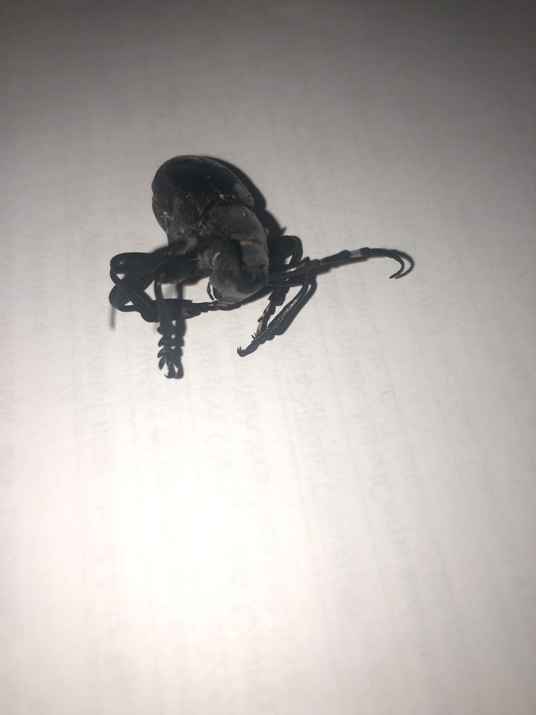 Giant Cactus Longhorn Beetle from Tucson, AZ, US on September 15, 2023 ...