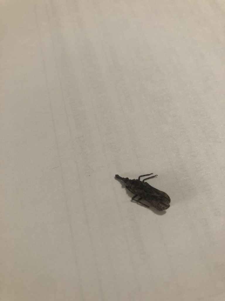 True Bugs, Hoppers, Aphids, and allies from Tucson, AZ, US on September ...
