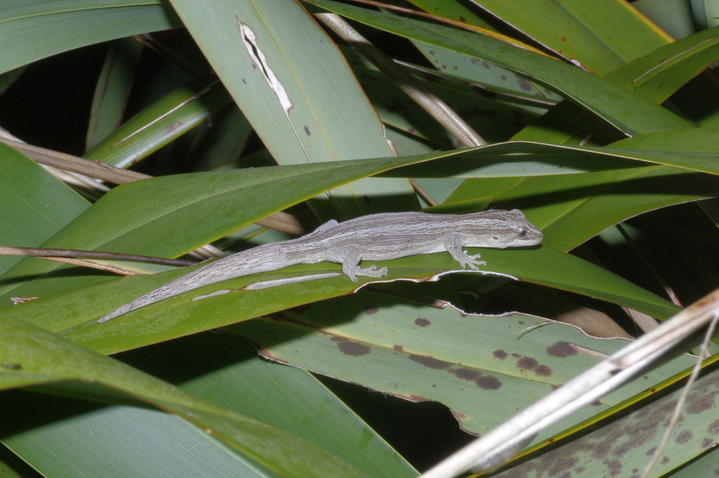 Southern Striped Gecko (Lizards of Aotearoa ) · iNaturalist