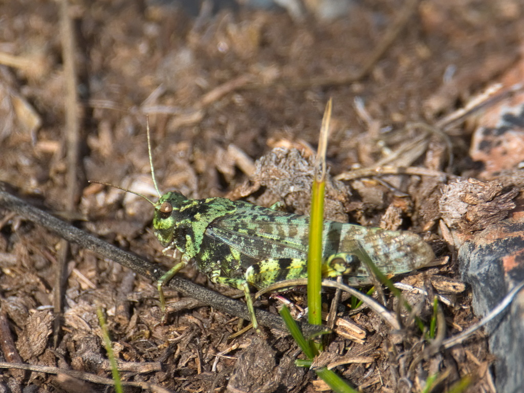 Angaracris barabensis from Онгудайский р-н, Респ. Алтай, Россия on ...