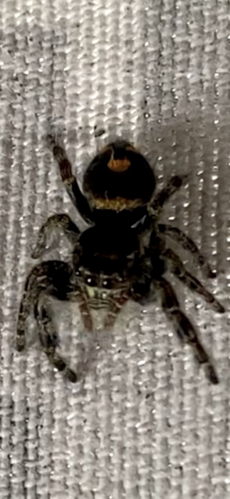 Bold Jumping Spider from Hartsfield, GA, US on November 21, 2023 at 10: ...
