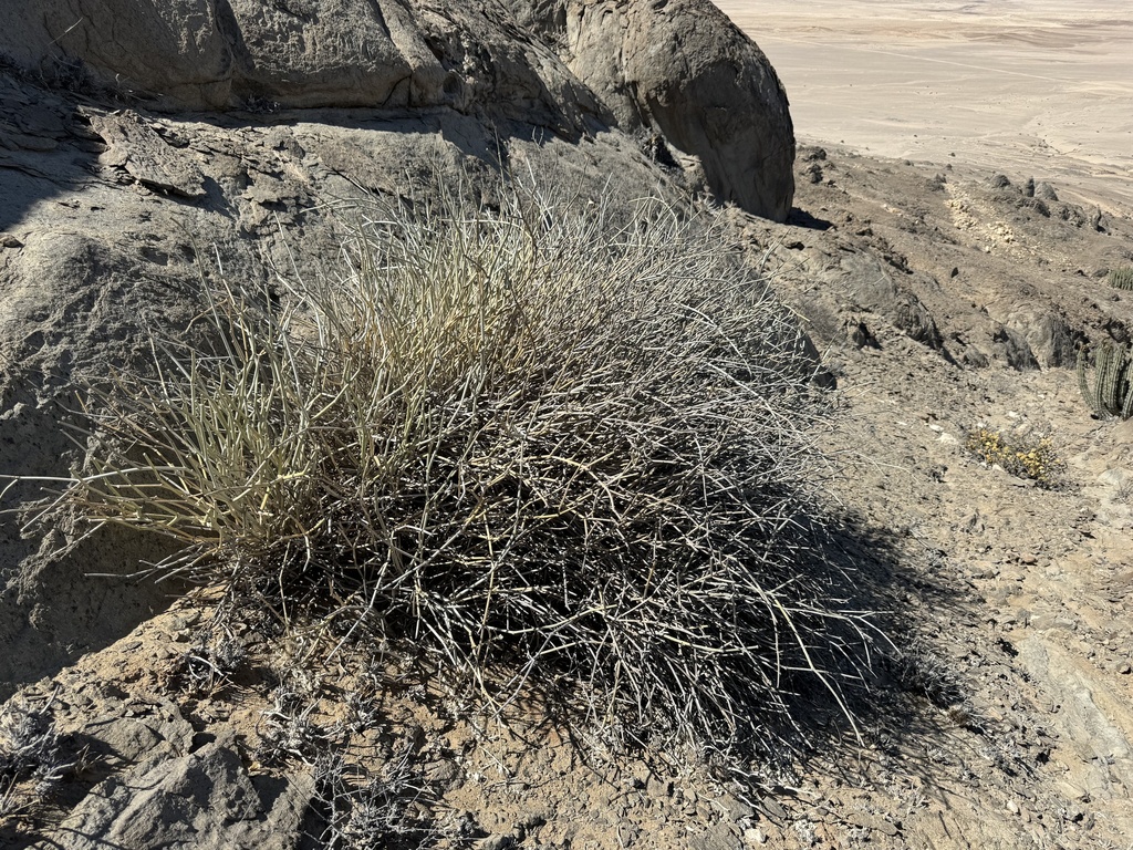 Caustic Vine from Dorob National Park, Erongo, NA on November 19, 2023 ...