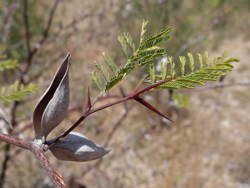 Boat-spine Acacia from Álamos Municipality, Sonora, Mexico on April 29 ...