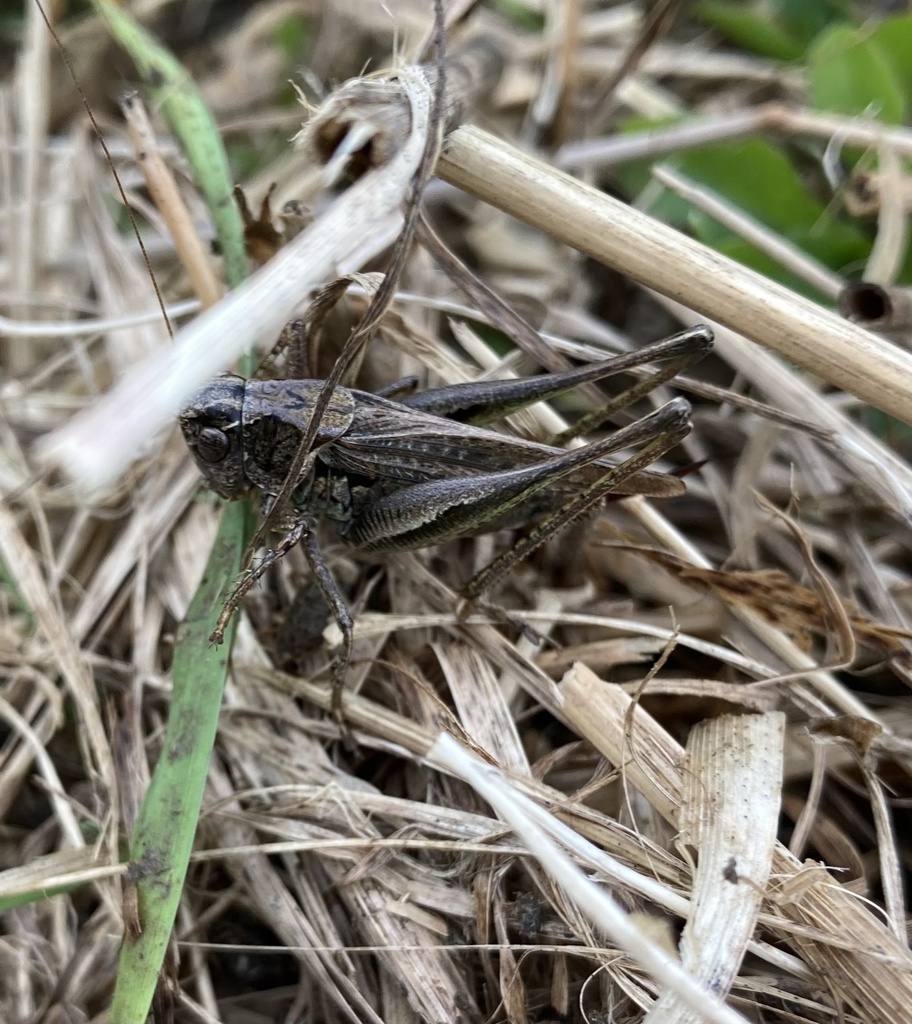 Grey Bush-cricket from Dorset AONB, Swanage, England, GB on November 21 ...