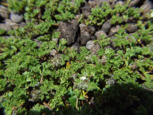 Tarasa nototrichoides · iNaturalist