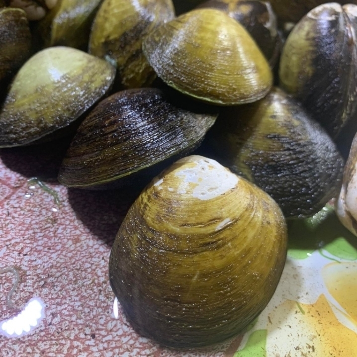 Geloina from bankerohan on November 22, 2023 at 12:05 AM by ...