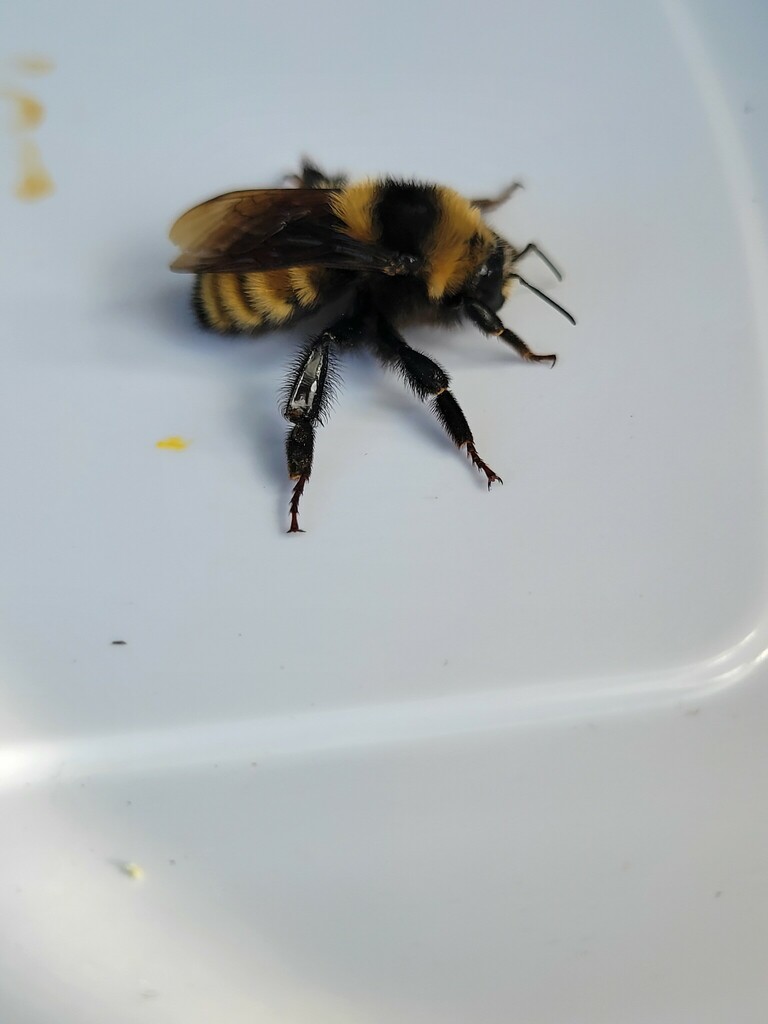 Northern Amber Bumble Bee from Richmond County, NS, Canada on July 24 ...