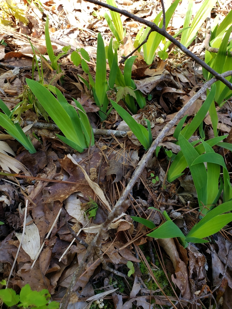 dwarf crested iris from AL-21, Fort Deposit, AL 36032, USA on March 28 ...