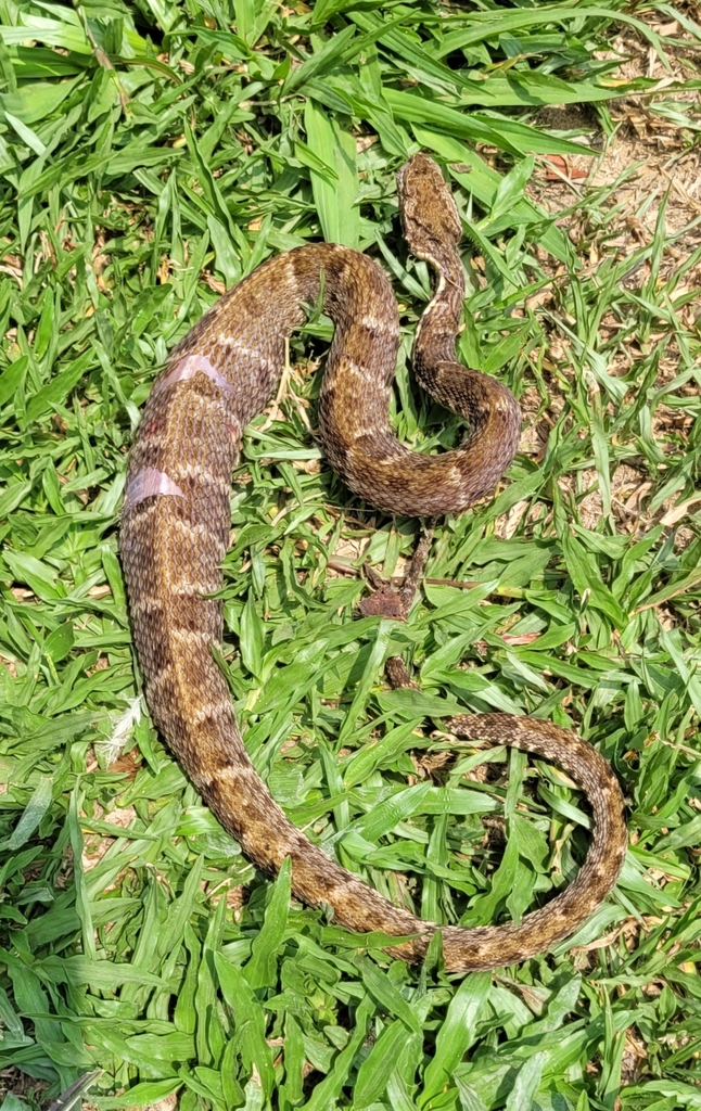 Common Lancehead (Bothrops atrox) - Snakes and Lizards