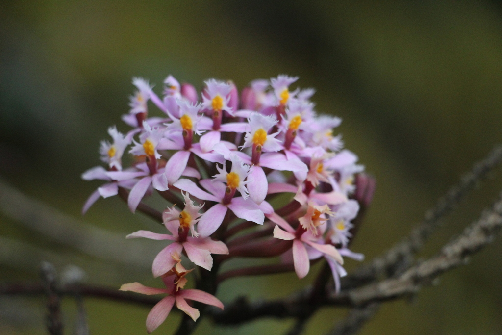 Epidendrum arachnoglossum from Guatavita, Cundinamarca, Colombia on ...
