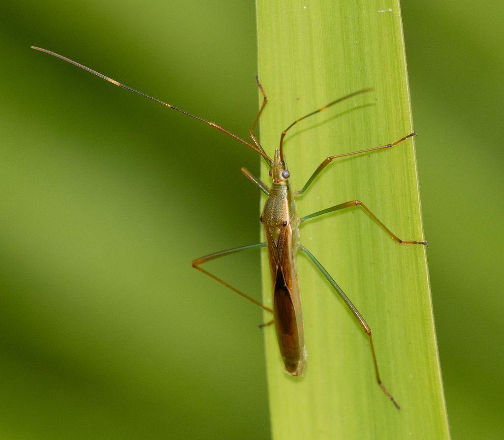 Leptocorisa from Warkesi Forest Park vicinity, Waigeo Island, Raja ...