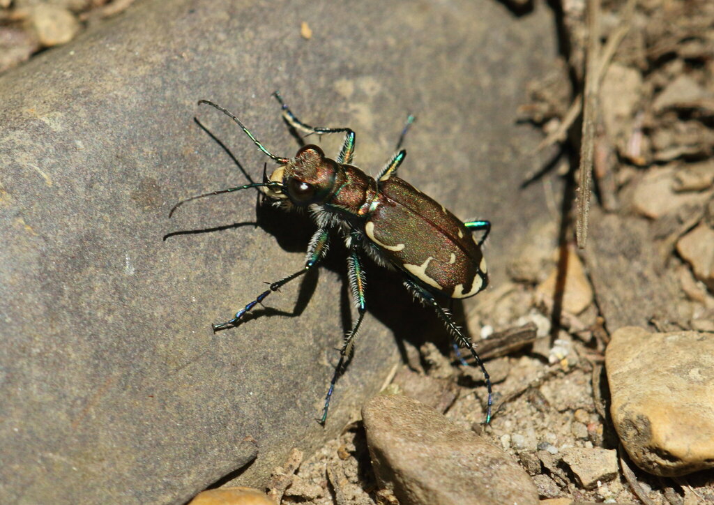 Appalachian Tiger Beetle from Bath County, VA, USA on June 14, 2016 at ...