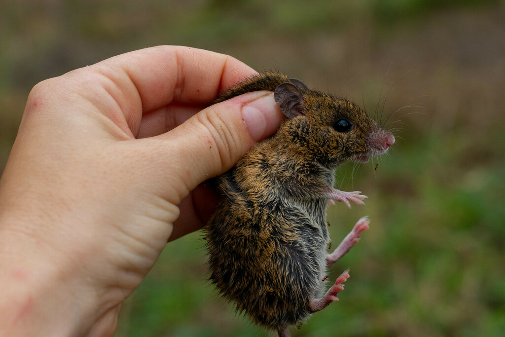 Natal Multimammate Mouse from Nkilongo, SZ-LU, SZ on October 12, 2023 ...