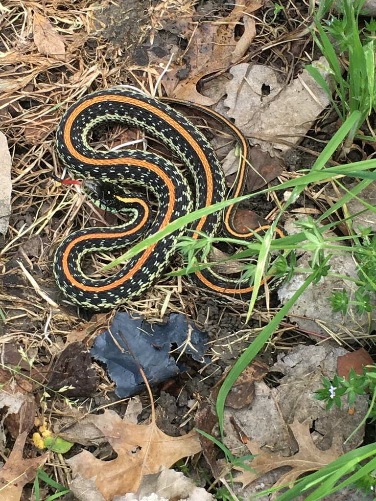 Texas Garter Snake in April 2016 by laurendoan6. Found this little guy ...