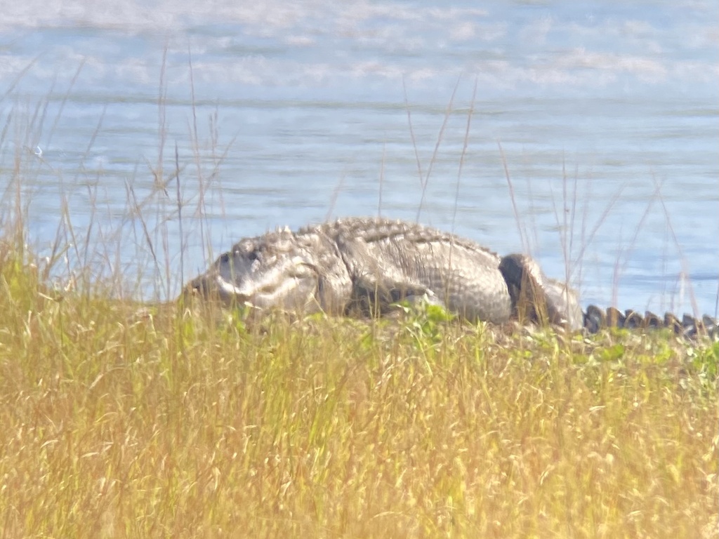 American Alligator from Picayune Strand State Forest, Naples, FL, US on ...